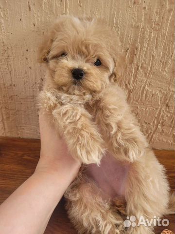 Мальтипу мини девочка