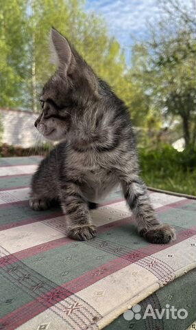В добрые руки котенок