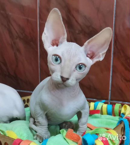 Канадский сфинкс Бамбино мальчик Тойчик