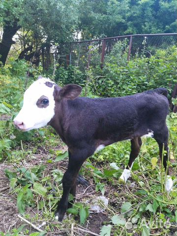 Продаётся тёлочка