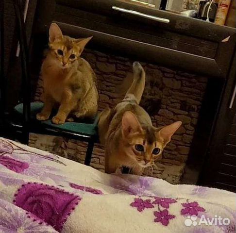 Абиссинские котята
