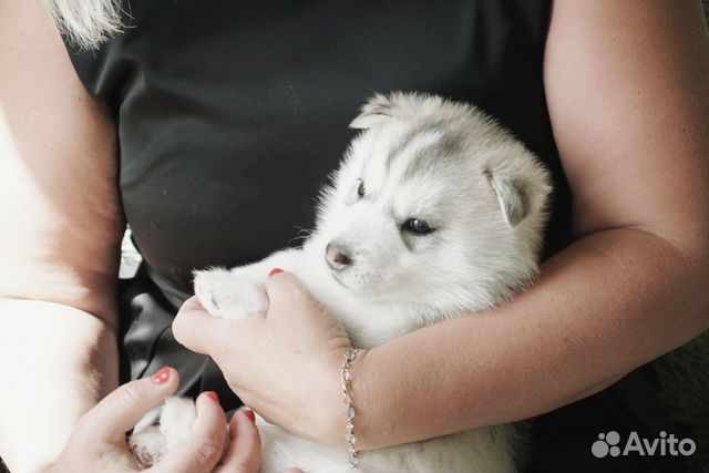 Щенок сибирской хаски