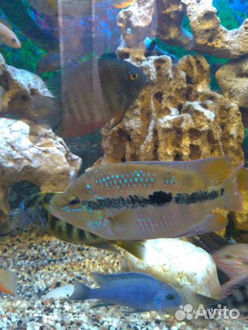 Рыбки цихлиды