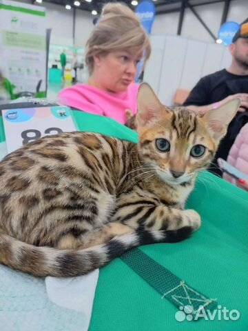 Бенгальская кошка