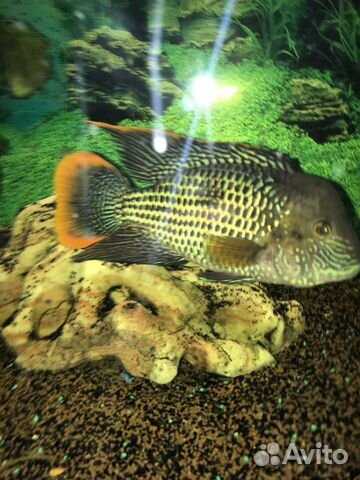 Аквариумные рыбки