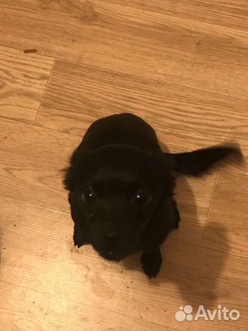 Щенок чихуахуа