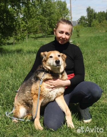 Собака в добрые руки Дина ищет дом