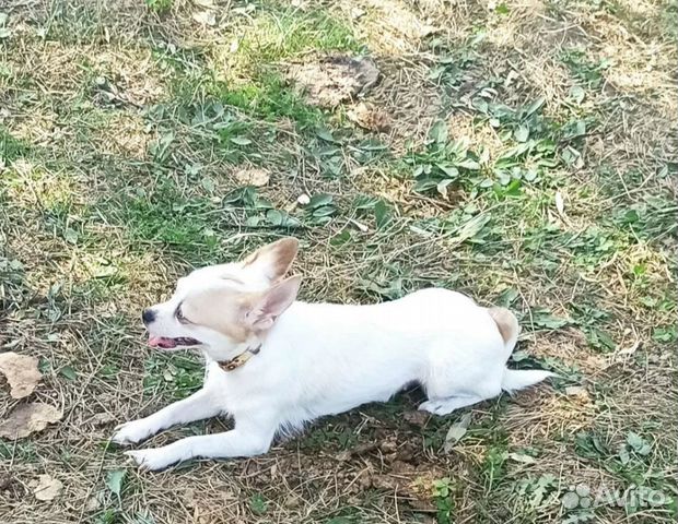 Чихуахуа можно обмен