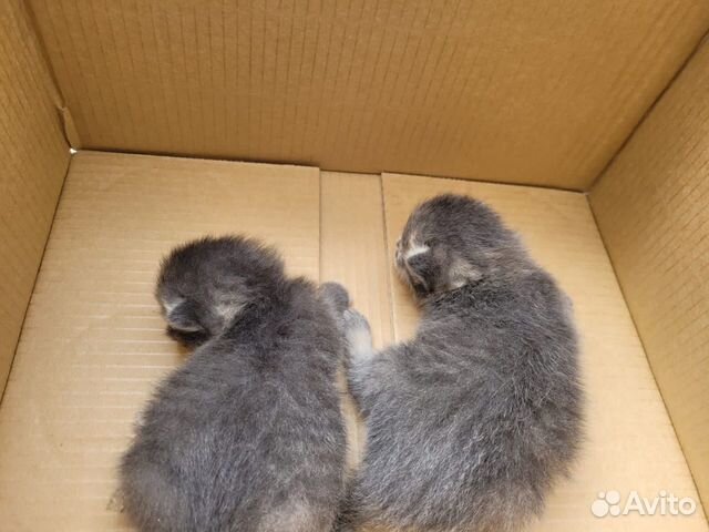 Котята месячные