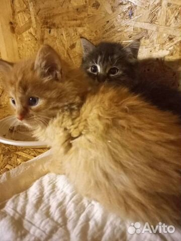 Котята пушистые