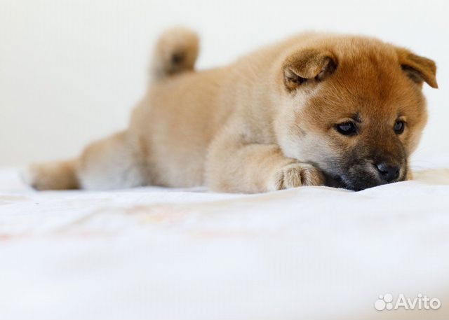 Продаём щенки Сиба Ину