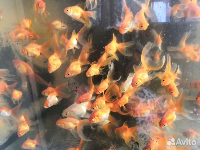 Аквариумные рыбки