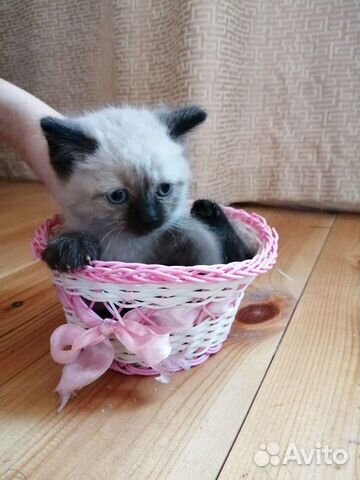 Котёнок
