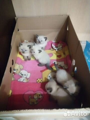 Тайские котята