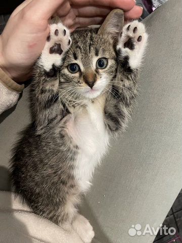 Крошка Квентин