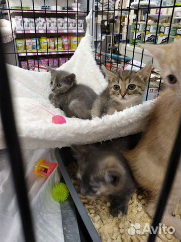 Котята в поиске своих хозяев