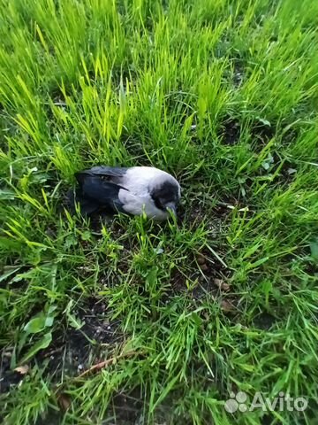 Отдам подростка вороны на выхаживание