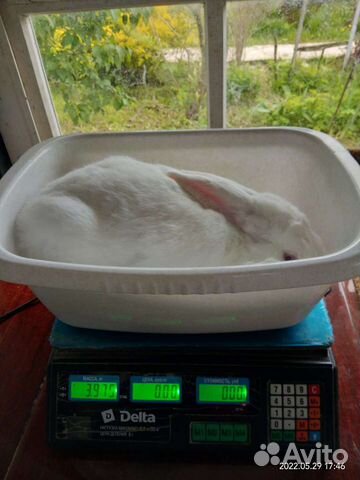 Кролики мясных пород