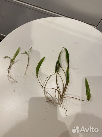 Криптокорина Вендта