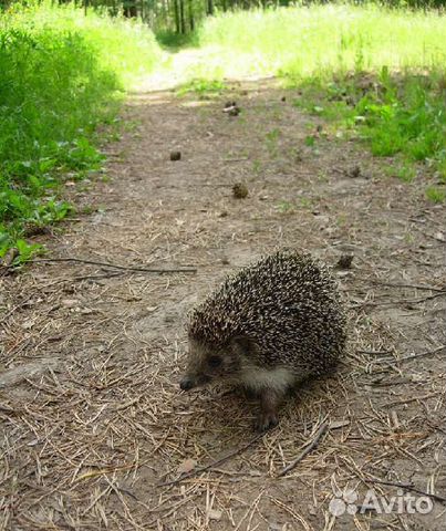 Еж лесной
