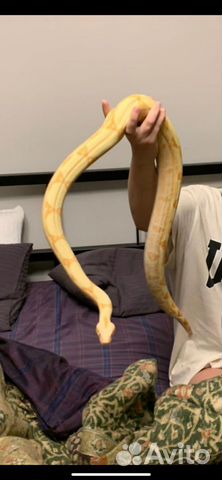 Императорский удав sunglow