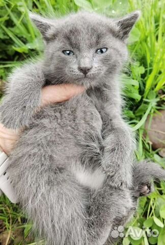 Прелестные котята в добрые руки