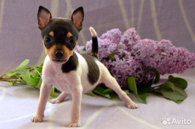 Той-фокстерьер триколорчик