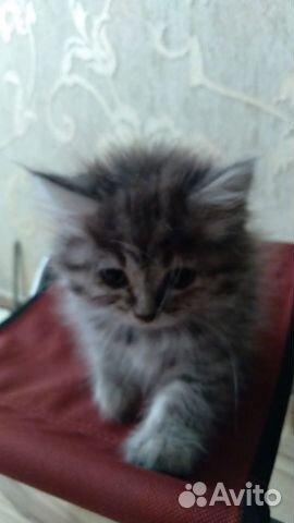 Британские котята (страйк)