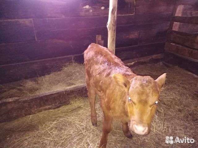 Телята бычки