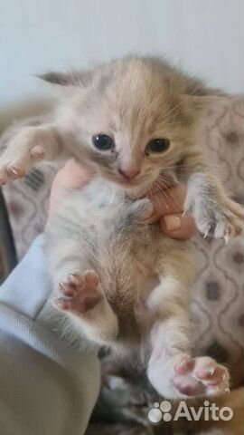 Котенок 3 недели SOS
