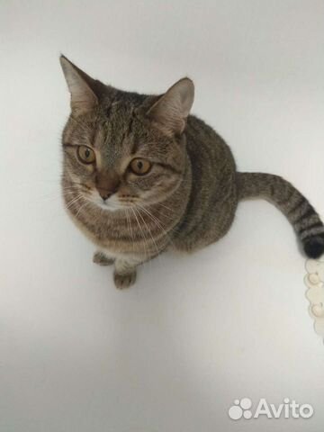 Кот метис в дар