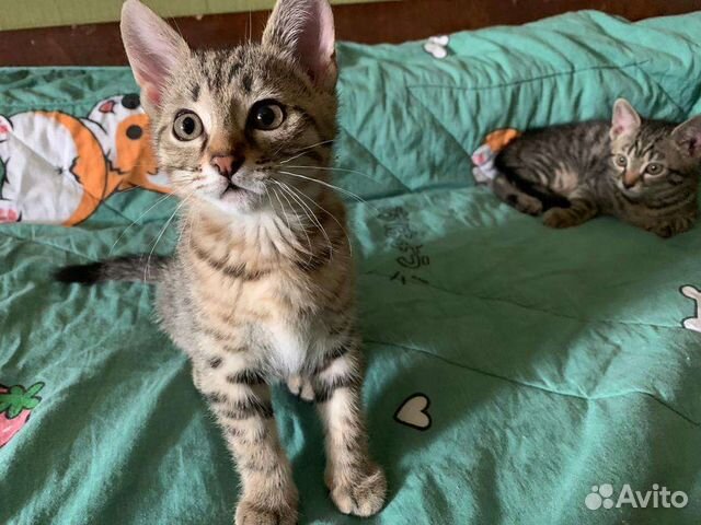 Котята в дар
