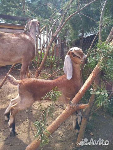 Нубийские козы