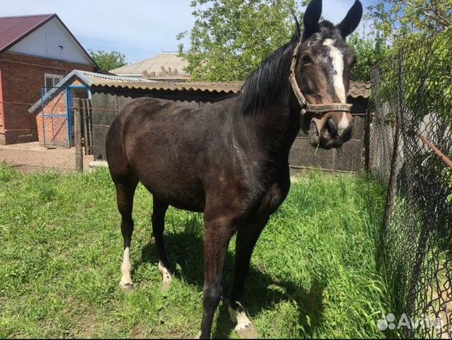 Молодая орловская кобылка