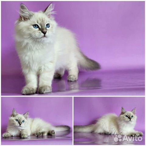 Невская маскарадная