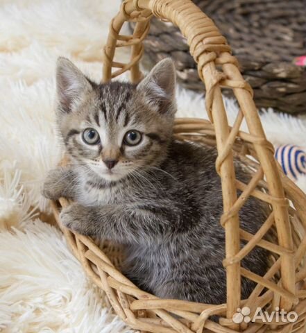 Трогательный котенок Васька 2 месяца в дар