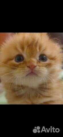 Кот шотландец вислоухий