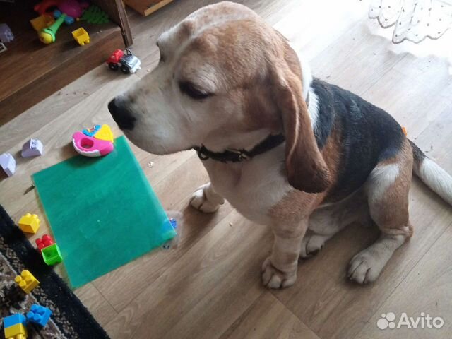 Бигль бесплатно