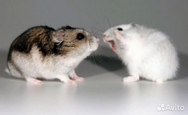 Джунгарский хомяк