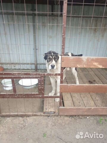 Собака в добрые руки отдам бесплатно