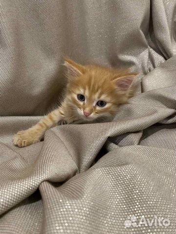 Котёнок