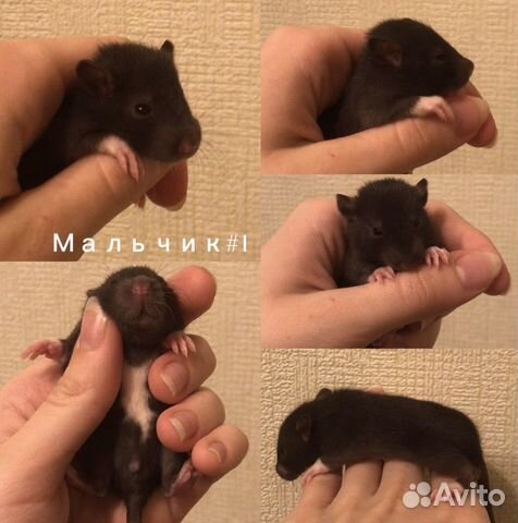 Крыса дамбо