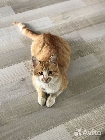 Котик веснушка ищет хозяев