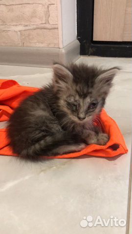 Котёнок