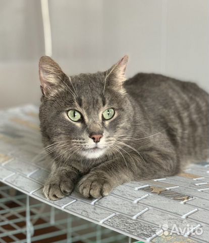 Кошки бесплатно