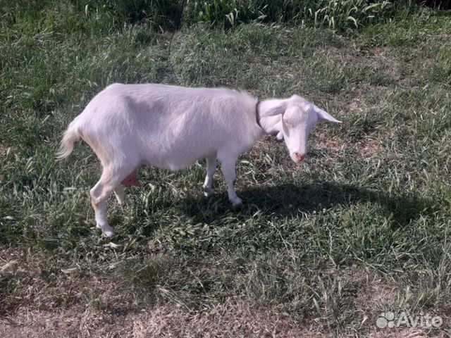 Зааненская коза дойная