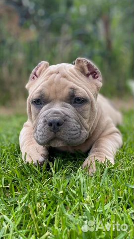 Мальчик Американского булли