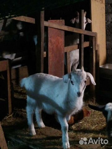 Коза дойная молочная