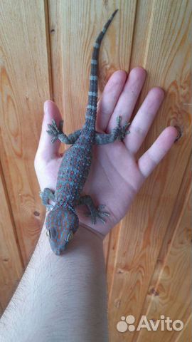 Геккон токи и аквариум