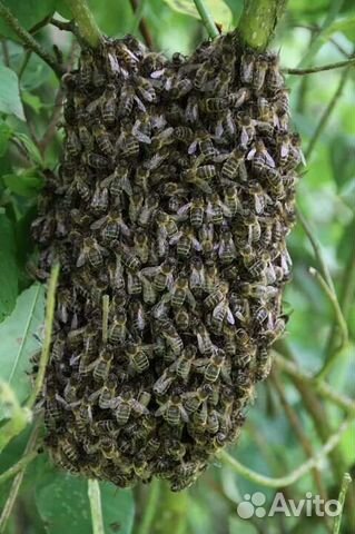 Сниму рой пчëл